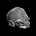 Anatomy of the Face – Vitruvian Fine Art Studio