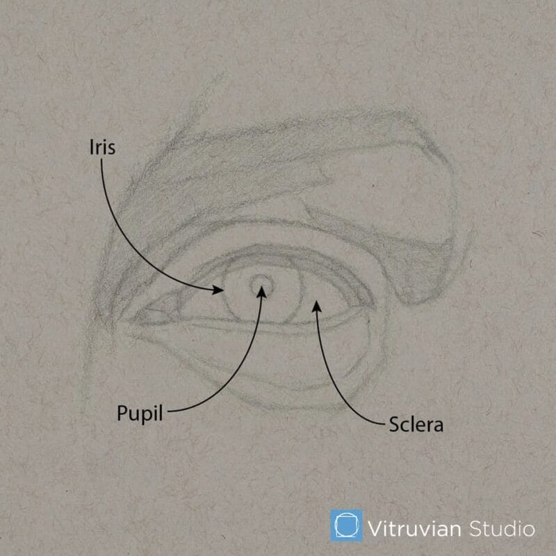 How To Draw Eyes–A Detailed Guide – Vitruvian Fine Art Studio