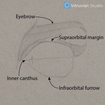 How To Draw Eyes–A Detailed Guide – Vitruvian Fine Art Studio